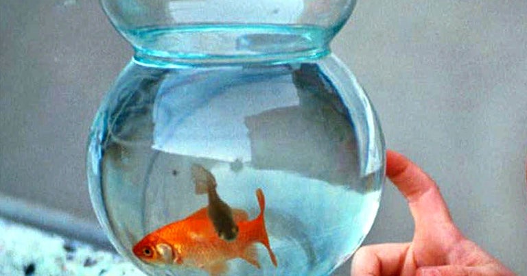 Robber Killed Goldfish, "Didn't Want to Leave Any Witnesses," Say Cops ...