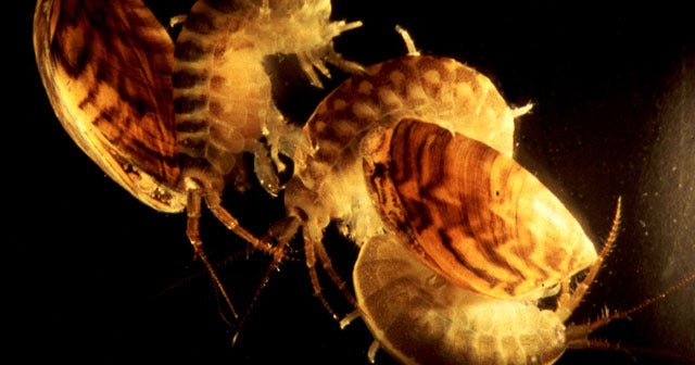 Mutant shrimp leaves trail of devastation - CBS News