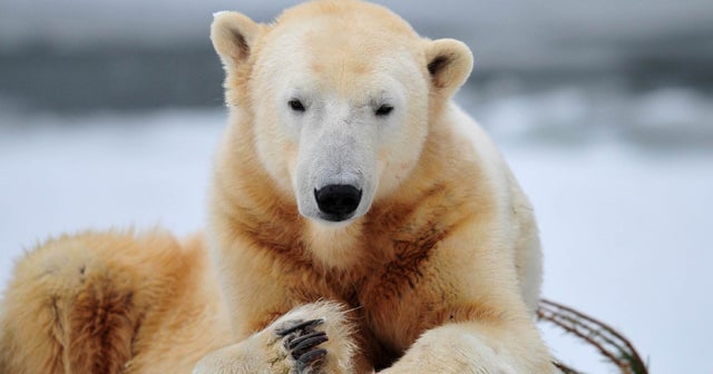 Autopsy ties Knut's death to brain problems - CBS News