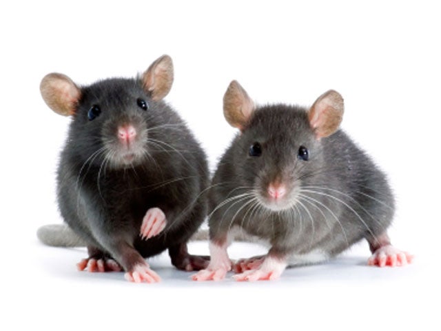 Fountain of youth? Scientists use stem cells to stall aging in mice ...