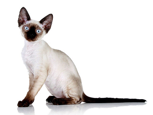 Got allergies? 15 hypoallergenic dogs and cats