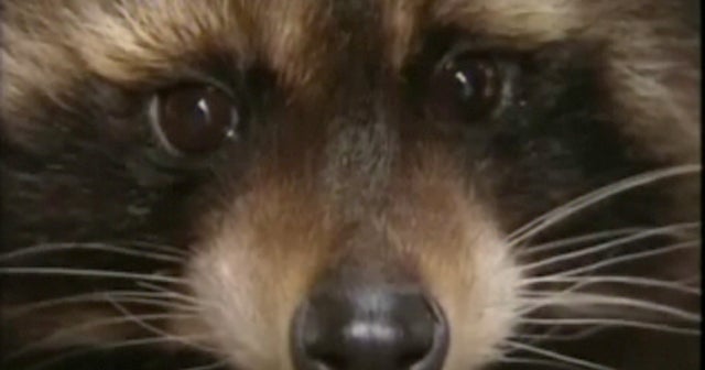 "Raccoon barbecue" leads Tenn. police to meth lab - CBS News