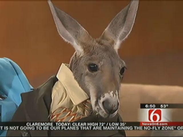 Okla. woman wants to keep disabled kangaroo as therapy pet - CBS News