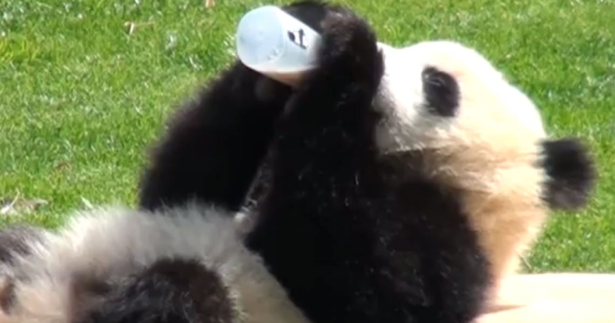 Adorable: Lazy panda just wants his milk - CBS News