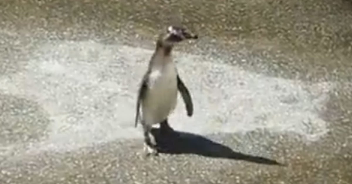 Adorable: Penguin chasing a butterfly - CBS News