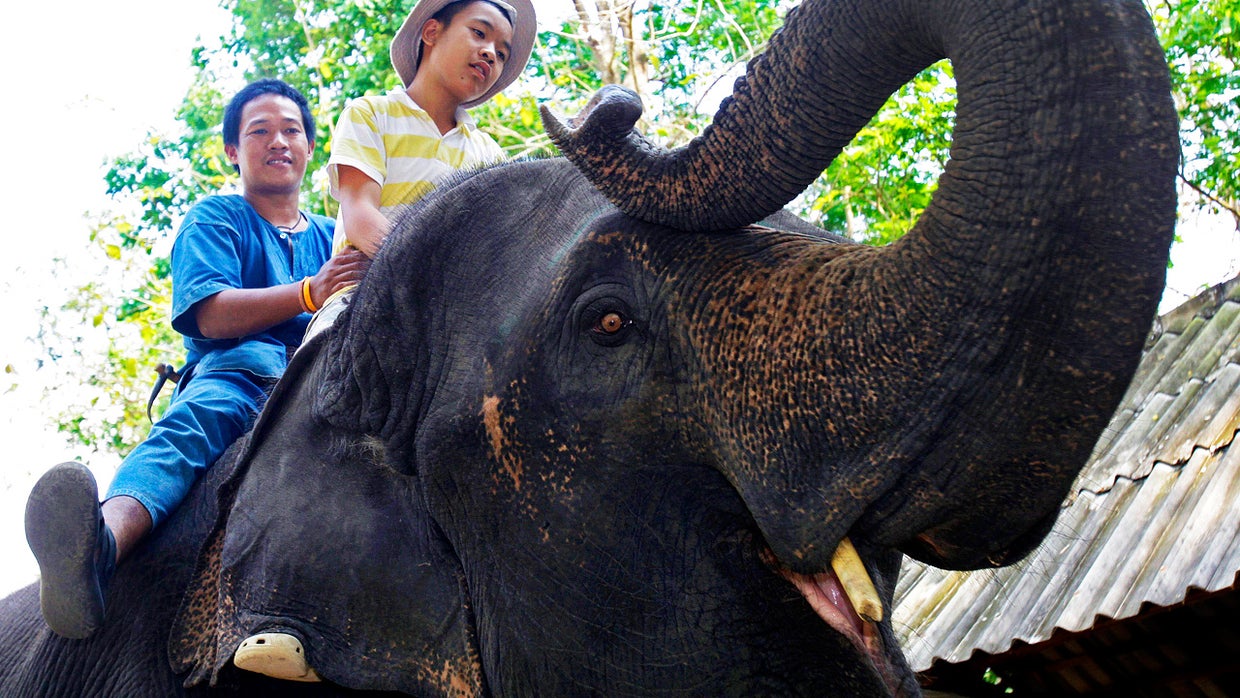 Elephants help autistic children in Thailand (PICTURES) - CBS News