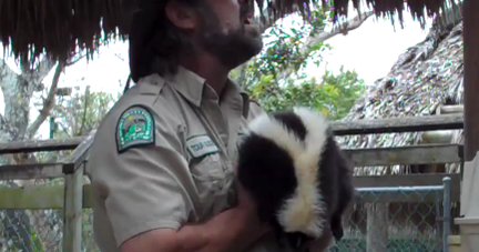 Hilarious: Skunk sprays tour group at Gator Park - CBS News