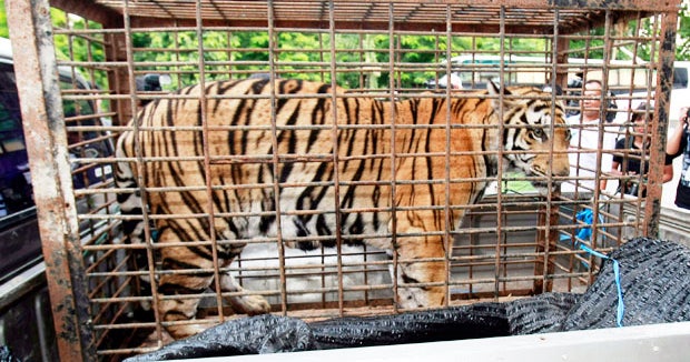 Thai Man Arrested For Tiger Trafficking Cbs News
