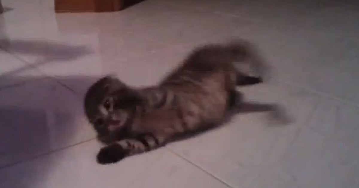 Flexible feline will cat-flip into your heart - CBS News