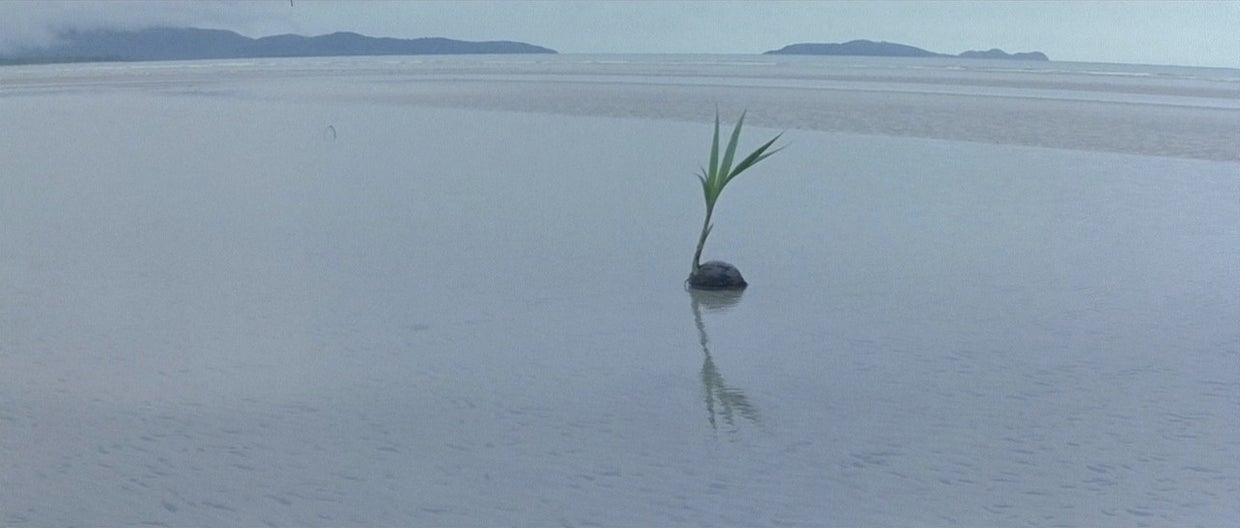 The films of Terrence Malick