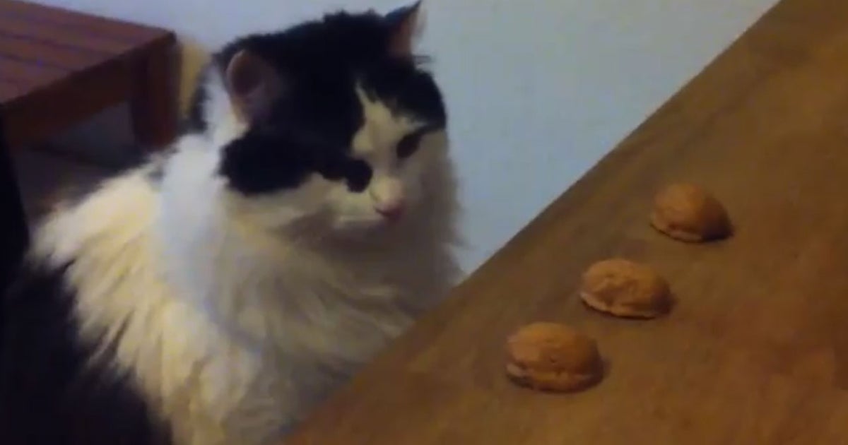 Clever cat plays the shell game and wins - CBS News