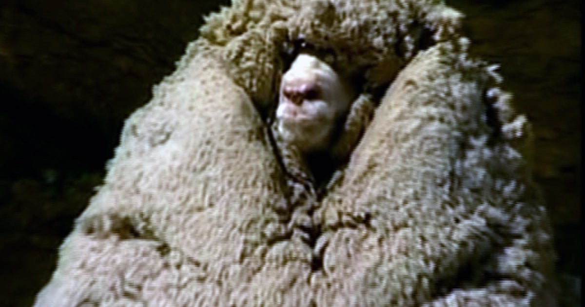 Shrek, the famous sheep, dead at 16 - CBS News