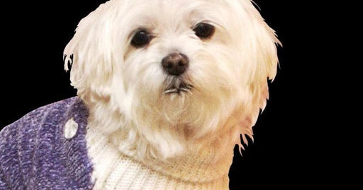 "Trouble", Leona Helmsley's millionaire heir dog, dies - CBS News