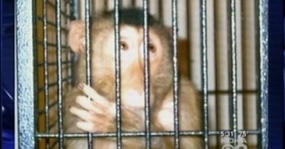 Terminal cancer patient wants seized monkey back - CBS News