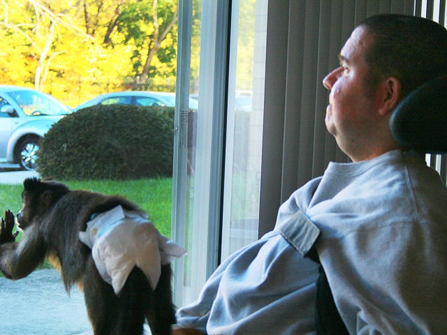 Therapy animals: Doggie docs, horse helpers, and more