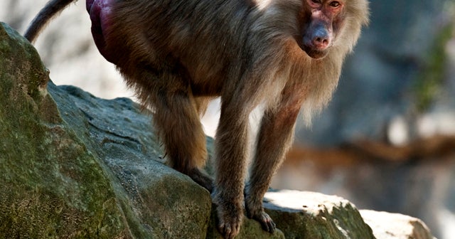 Baboons can learn to spot real words, study says - CBS News