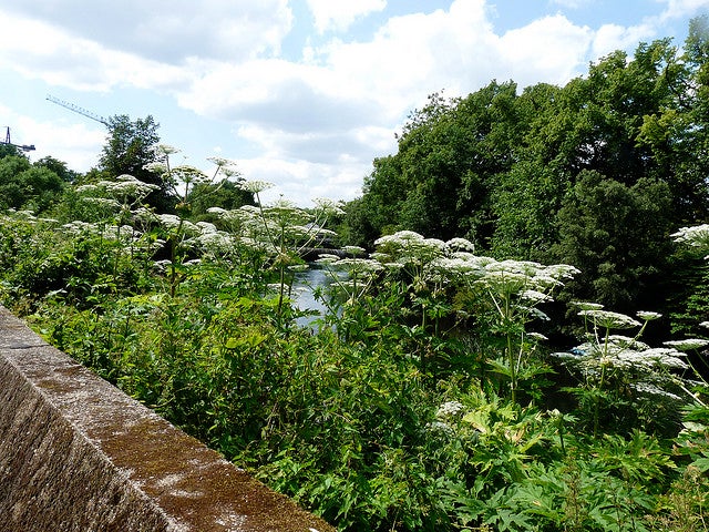 Giant hogweed: 8 facts you must know about the toxic plant