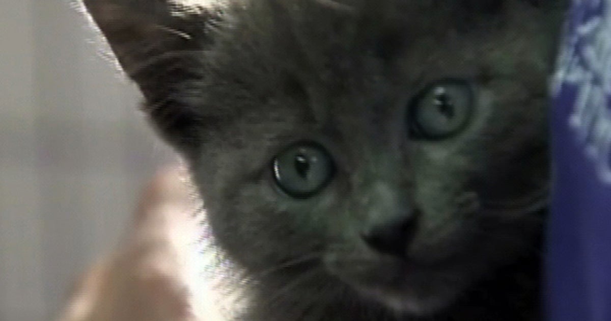 Picky kitty likes his food the way he wants it - CBS News