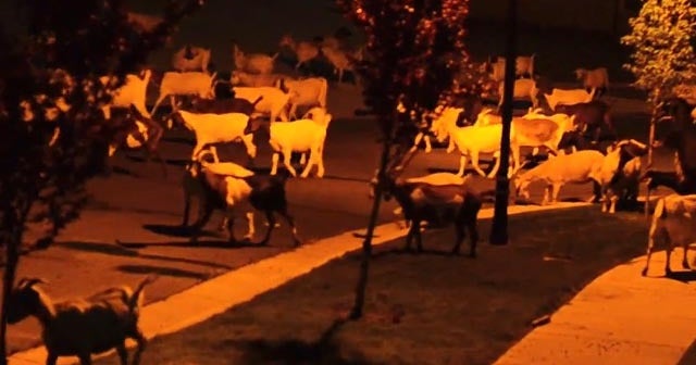 The most patriotic goat parade you'll see all day - CBS News