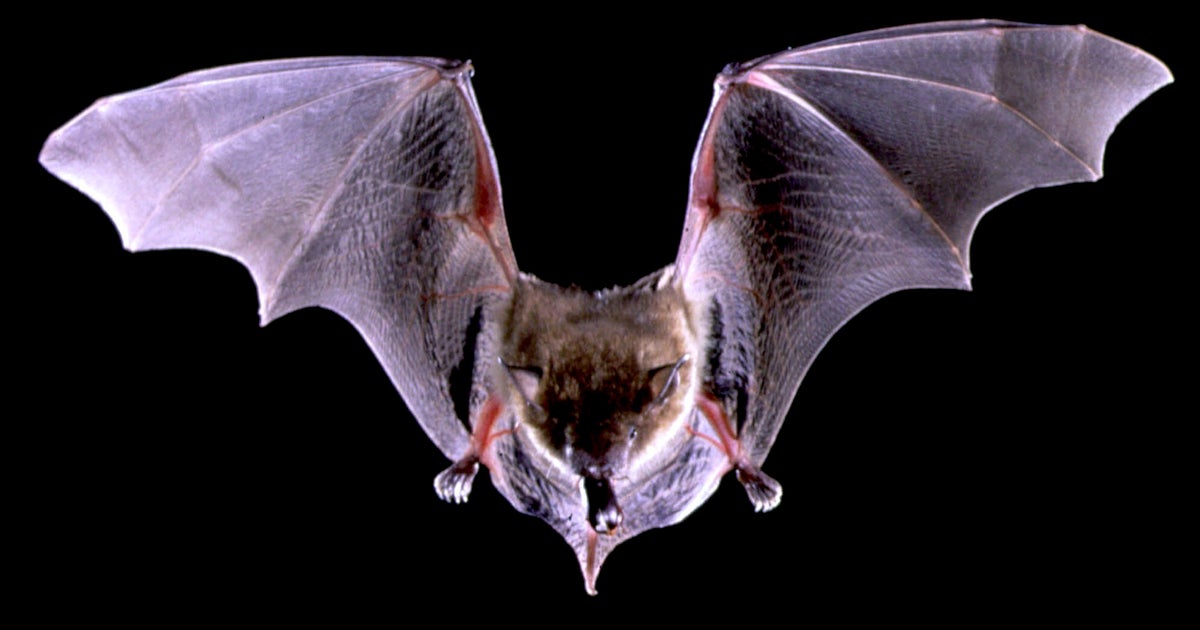 Big effort to better understand bats takes wing in 31 states - CBS News