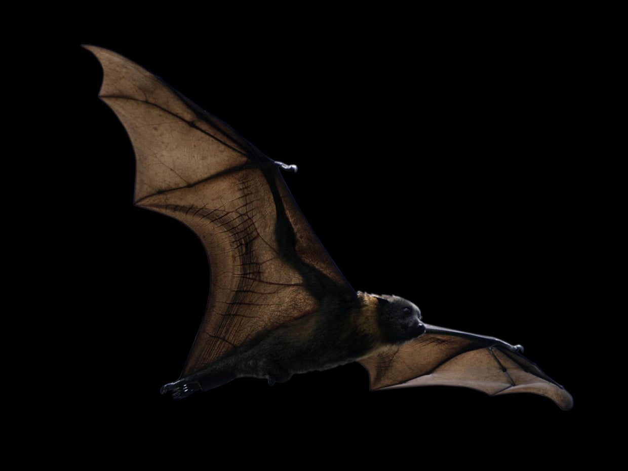 U.S. bats in deep peril