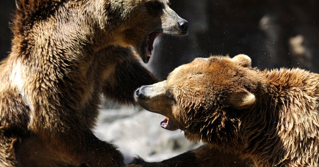 Bear-mauling victims listed in serious condition - CBS News