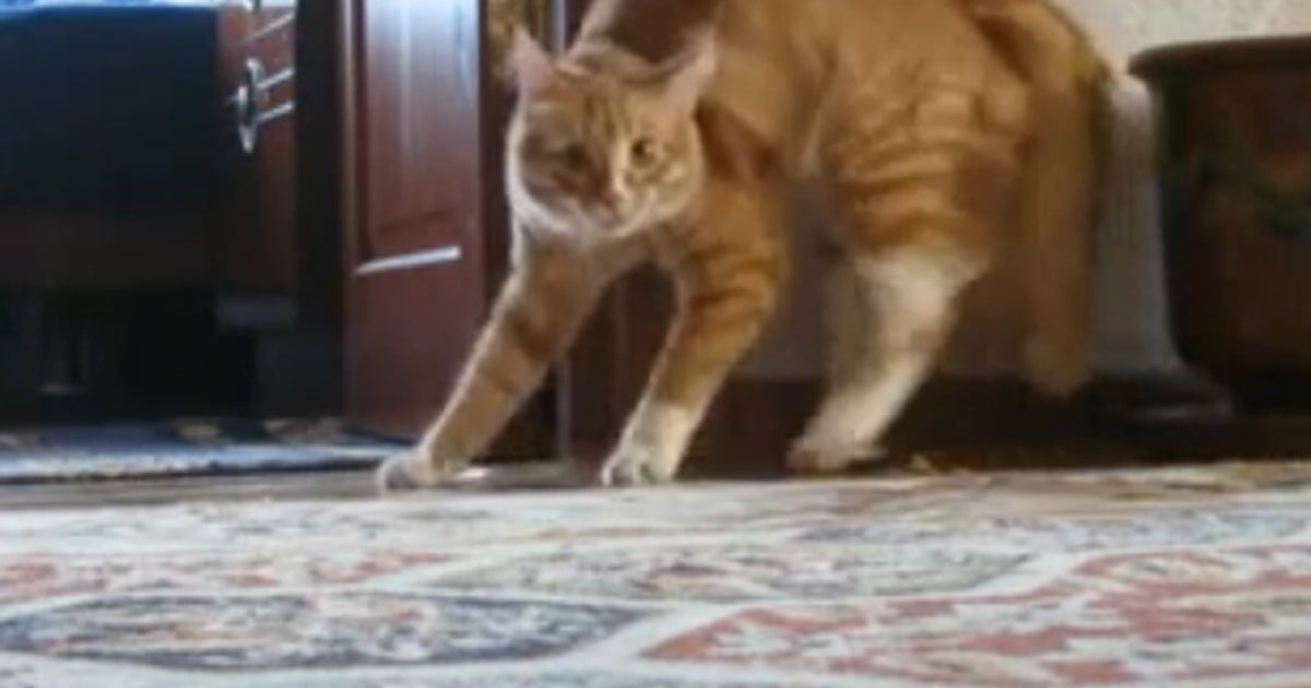 Cat channels Igor from "Frankenstein" with creepy walk - CBS News