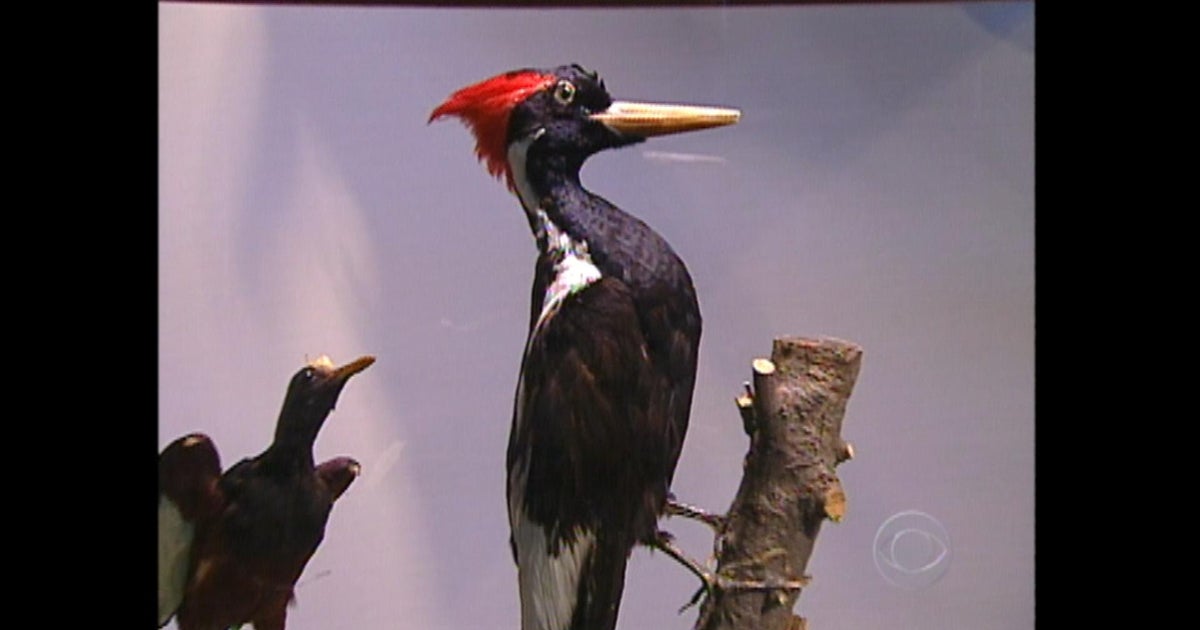The Lord God Bird - CBS News