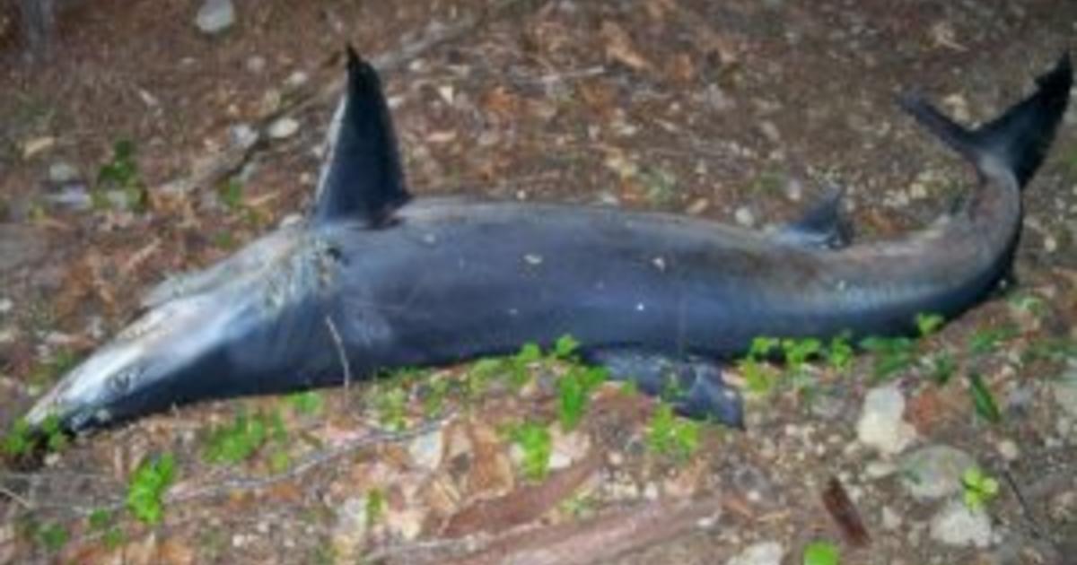 Shark found in N.H. woods - is it a crime? - CBS News