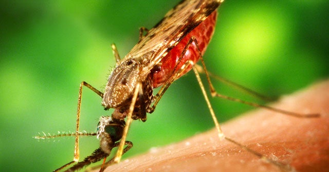 Scientists: Little evidence bug bite treatments actually work - CBS News