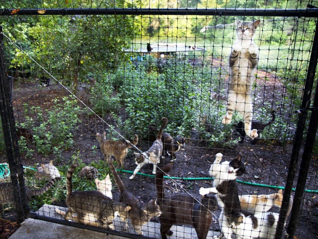Pet hoarding horrors: 27 photos spotlight cruel disorder