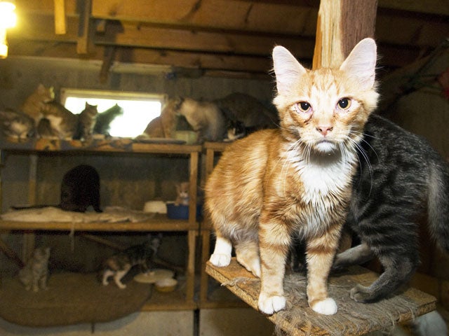 Pet hoarding horrors: 27 photos spotlight cruel disorder