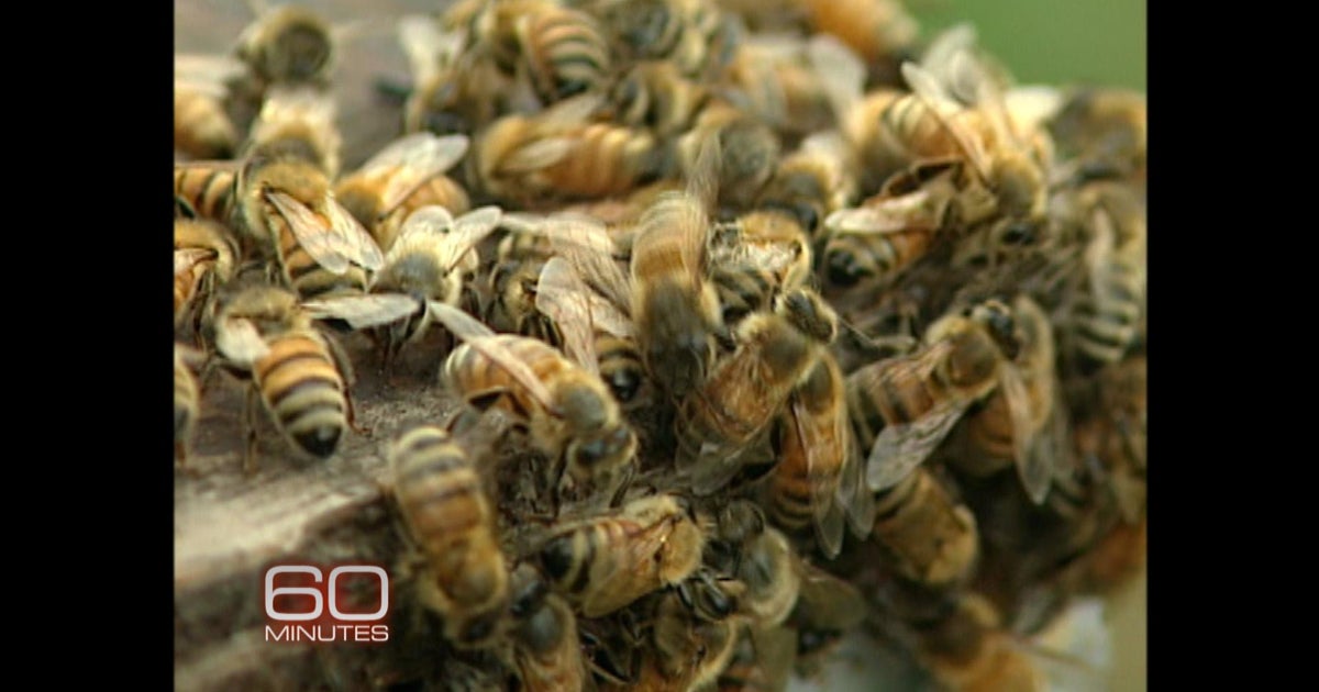 What's Wrong with the Bees? - CBS News