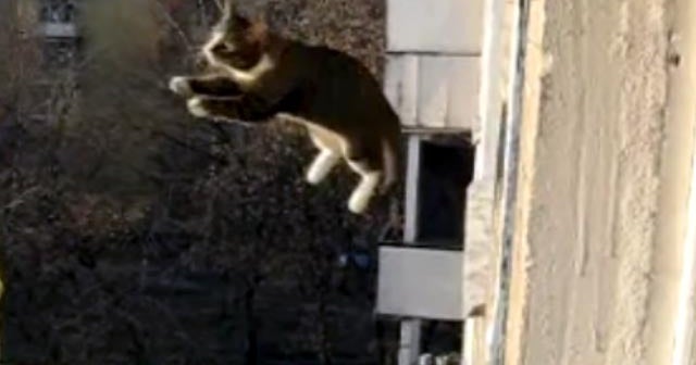 Parkour cat - CBS News
