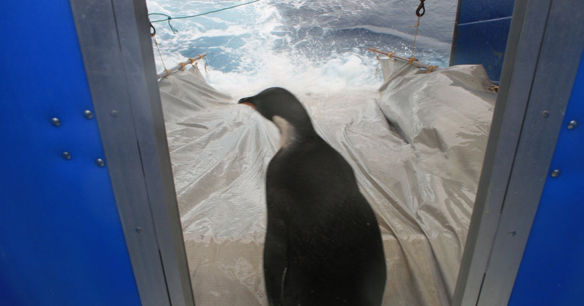 "Happy Feet" released into wild