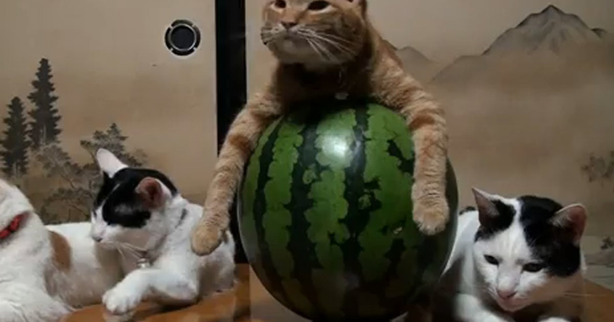 Cat calmly perched on top of his "watermelon throne" - CBS News