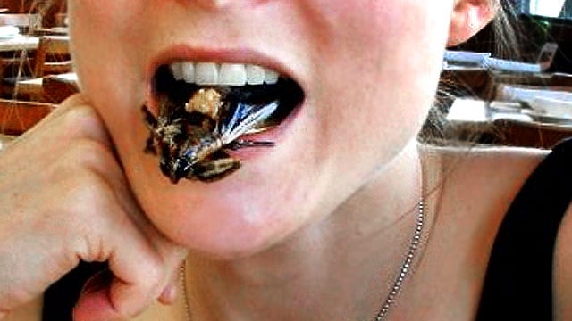 Growing appetite for edible insects a tough sell in U.S. - CBS News