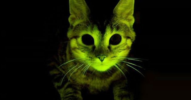 Frankenkitties? Scientists say glow-in-dark cats may take bite out of ...