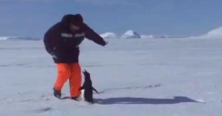 Awww, it's an adorable penguin... run for your life! - CBS News