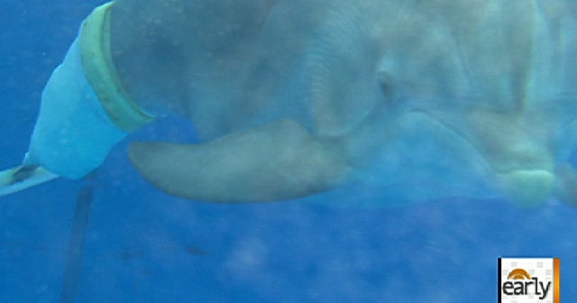Prosthetic tail dolphin's story made into film - CBS News