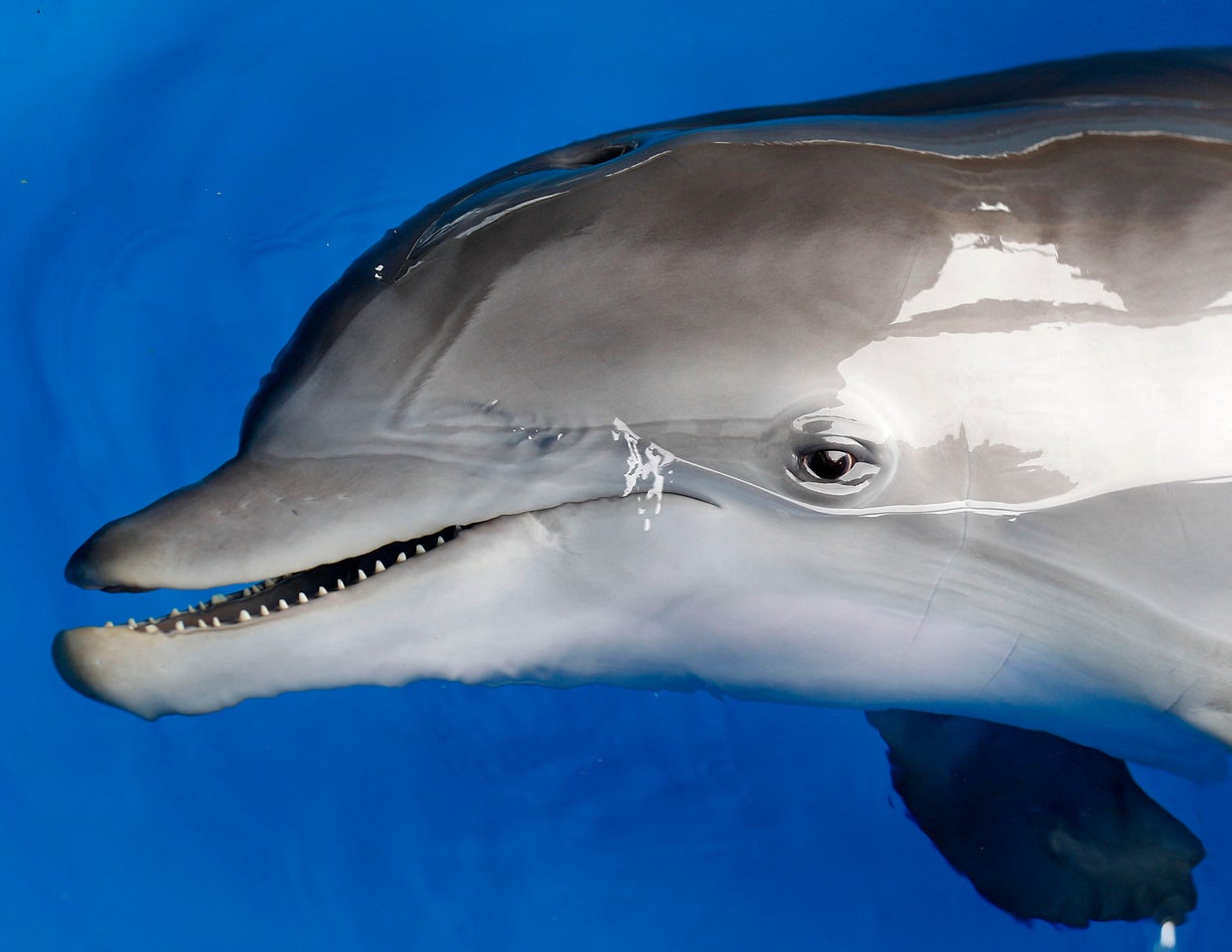 Dolphin's prosthetic tale comes to the big screen