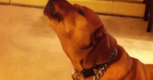 Doggy duet: saxophonist and pooch make beautiful music - CBS News