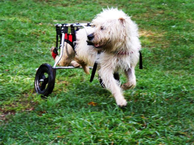Paralyzed pets rock their wheels: 30 awesome animals