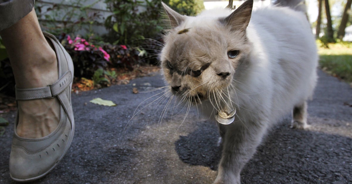 Cat with two faces now in 12th year - CBS News