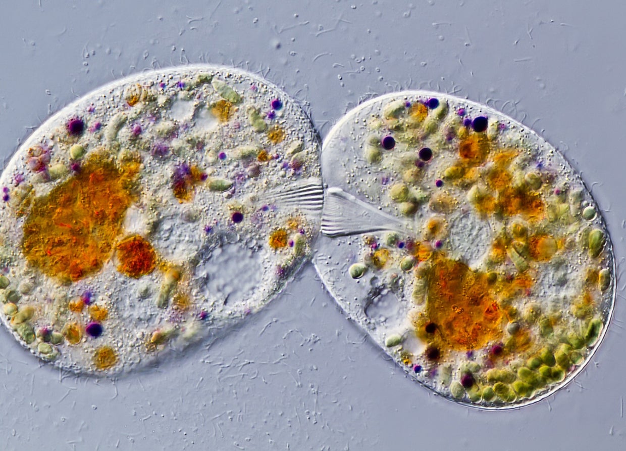 Nikon's VERY small world