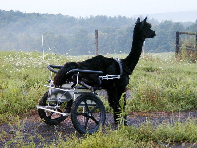 Paralyzed pets rock their wheels: 30 awesome animals