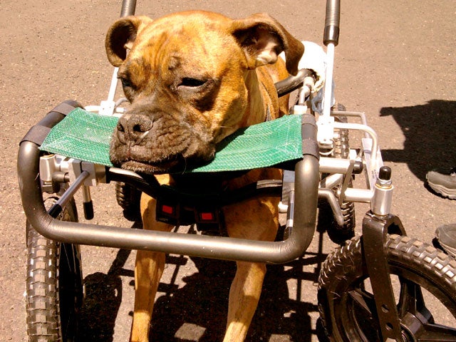 Paralyzed pets rock their wheels: 30 awesome animals