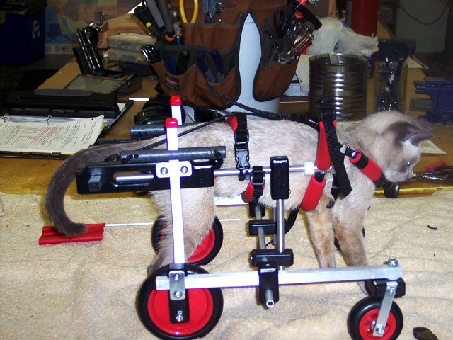 Paralyzed pets rock their wheels: 30 awesome animals