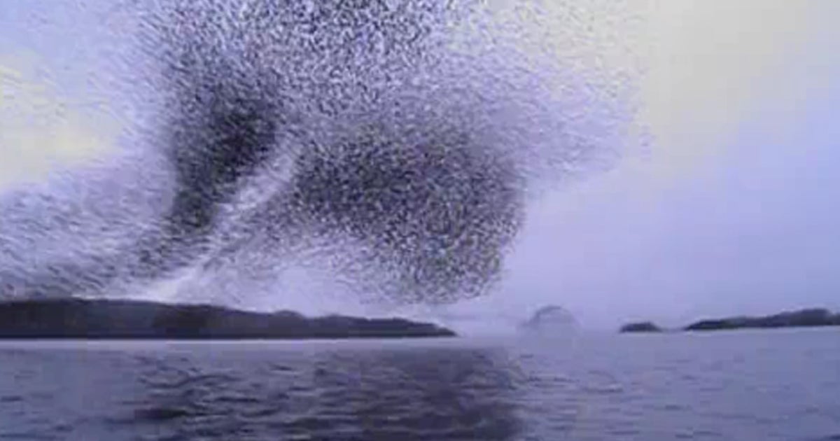 "Murmuration" shows a fascinating and rare phenomena in nature - CBS News