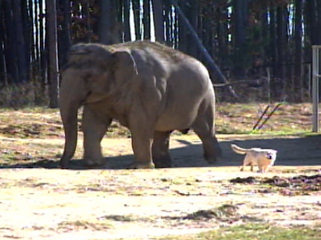 Unlikely friendship of elephant and dog